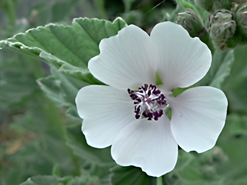 Althaea officinalis - Guimauve - Les Jardins du Gué