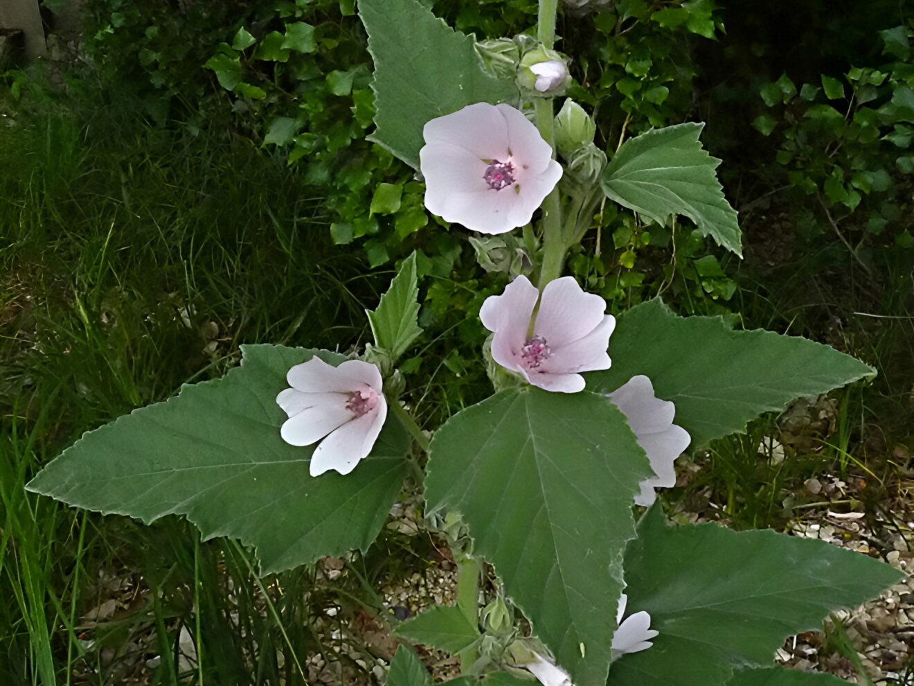 Althaea officinalis - Guimauve - Les Jardins du Gué