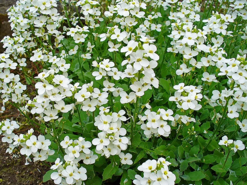 Arabis caucasica - Les Jardins du Gué