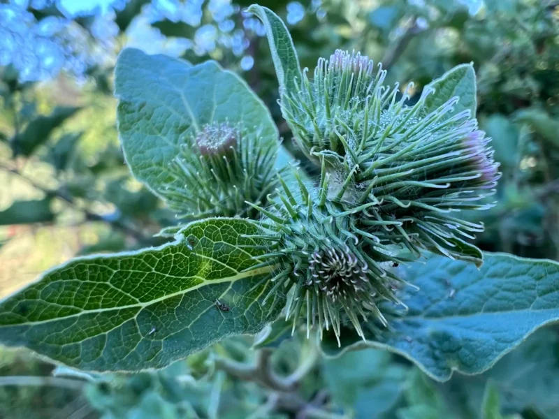 Arctium lappa - Grande bardane - Les Jardins du Gué