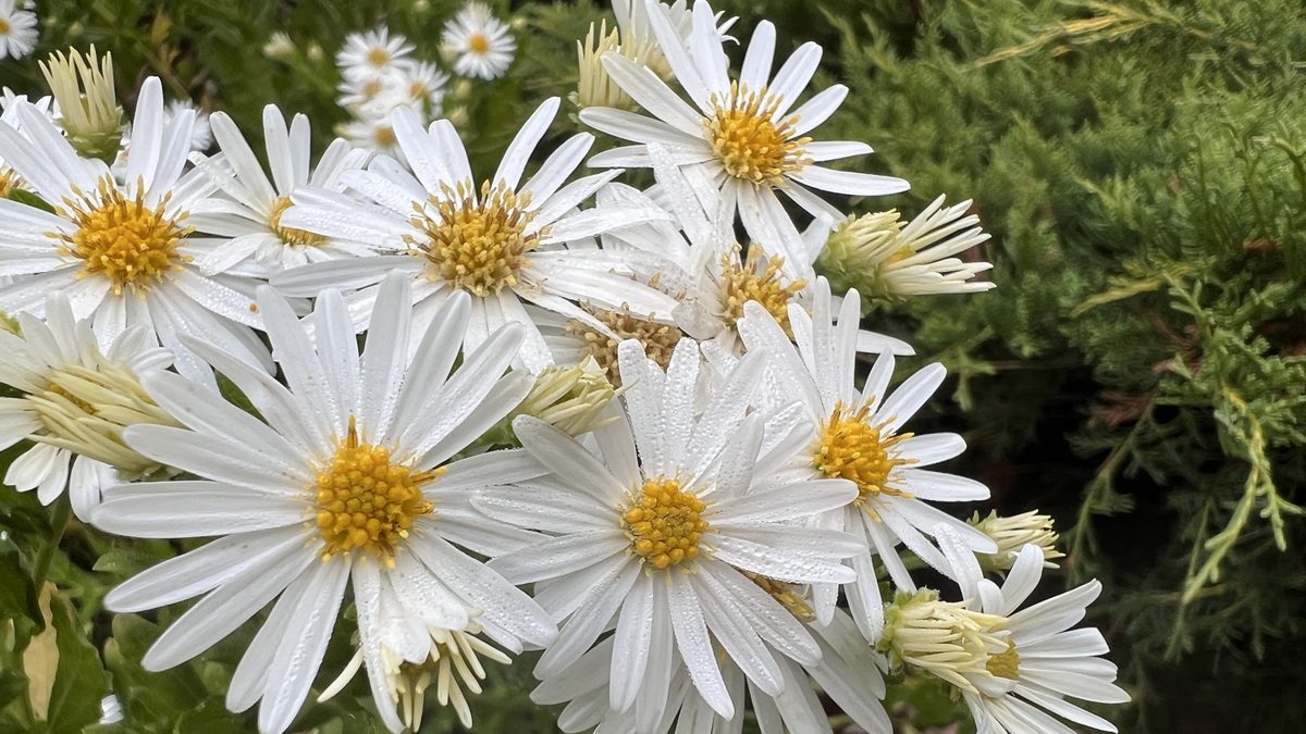 Aster 'Ashvi' - Les Jardins du Gué