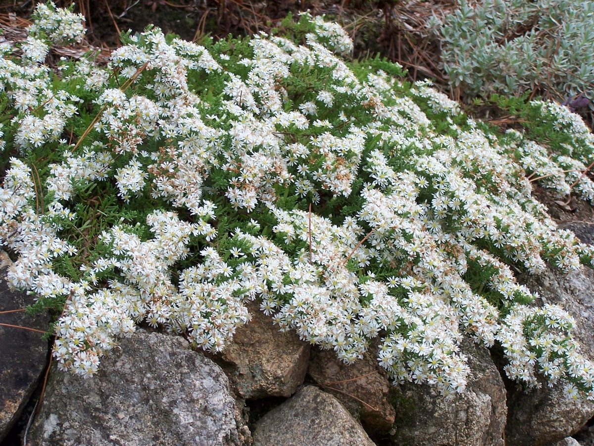 Aster 'Snow Flurry' - Les Jardins du Gué