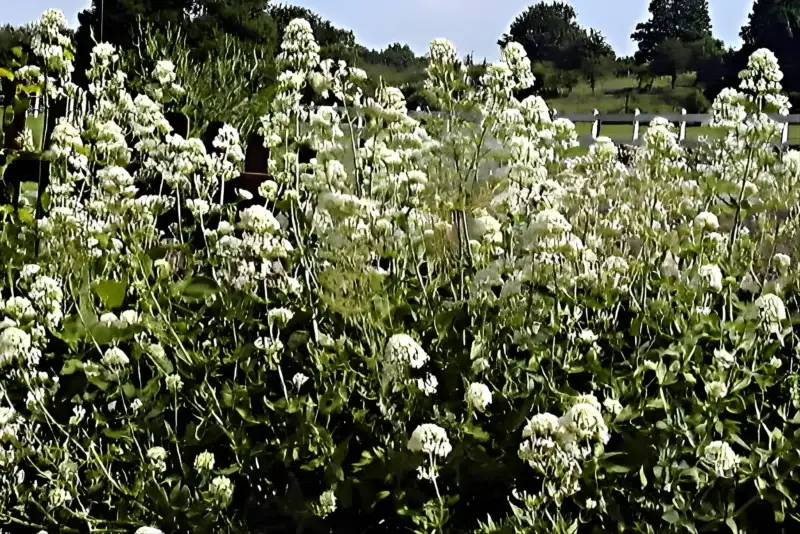 Centranthus ruber 'Albus' - Valériane blanche - Les Jardins du Gué