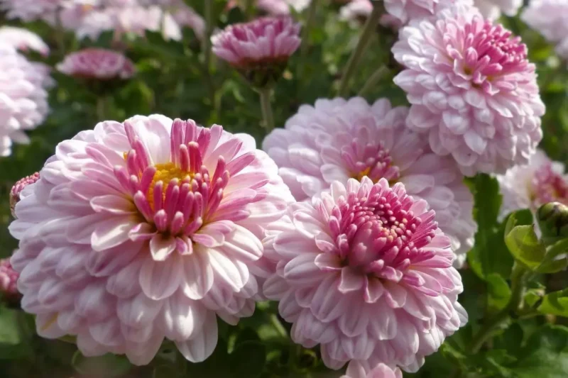 Chrysanthème 'Julia' - Les Jardins du Gué