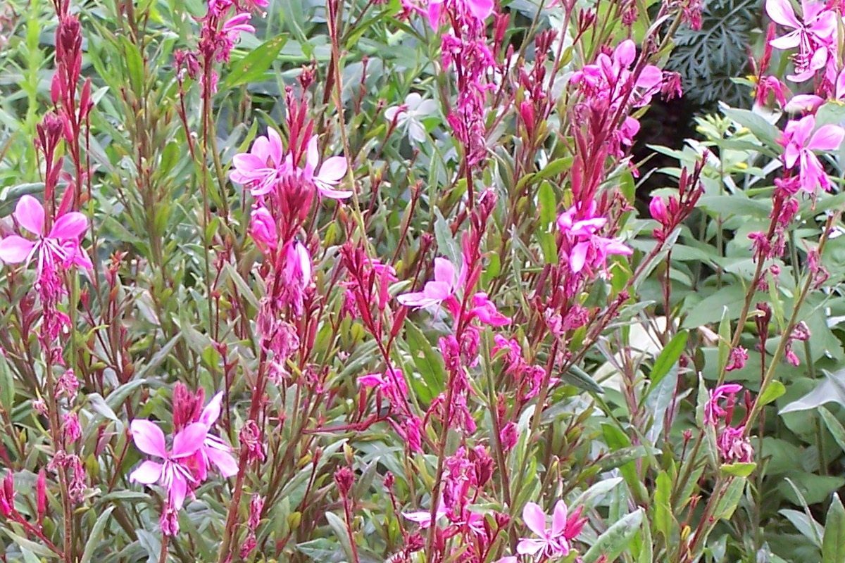 Gaura lindheimeri 'Pink' - Les Jardins du Gué