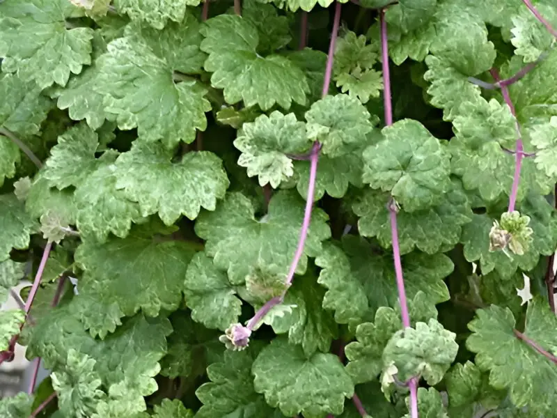 Glechoma hederacea 'Dappled Light' - lierre terrestre - Les Jardins du Gué