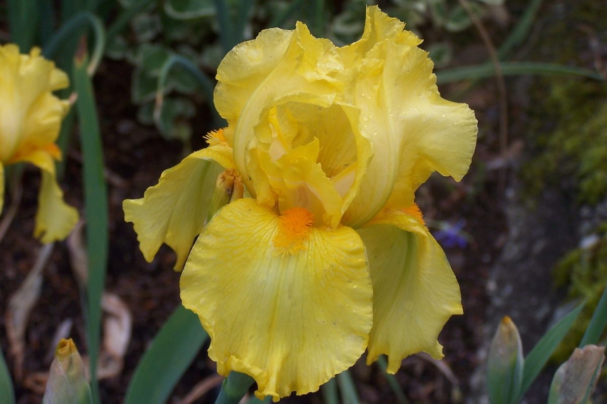 Iris 'Aztec Sun' - Les Jardins du Gué