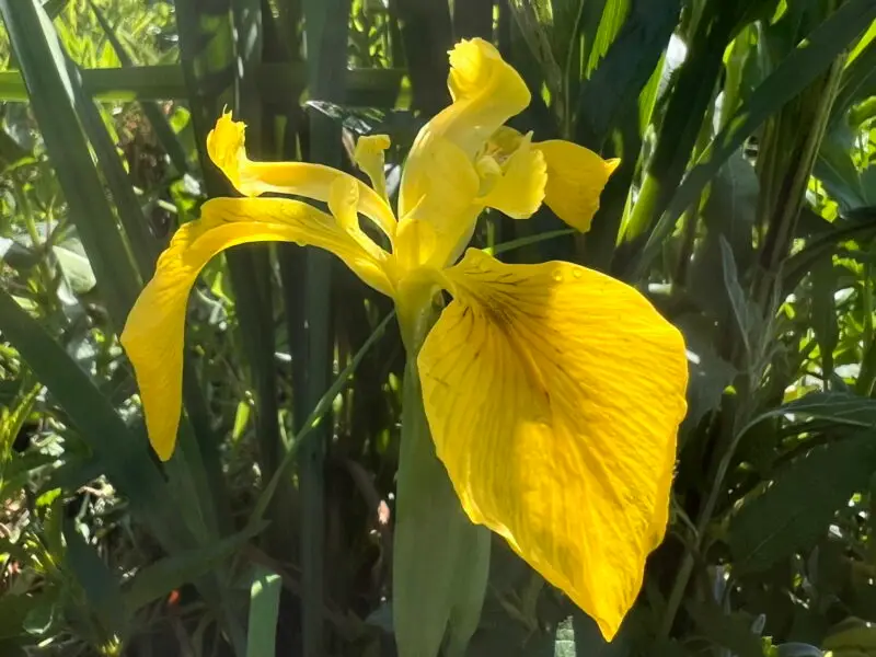 Iris pseudacorus - Iris des marais - Les Jardins du Gué