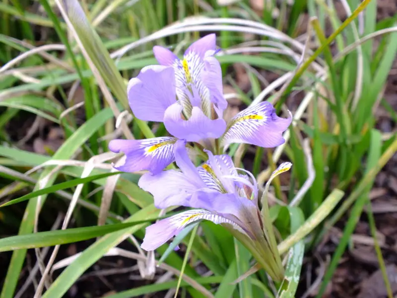 Iris unguicularis - Iris d'Alger - Les Jardins du Gué