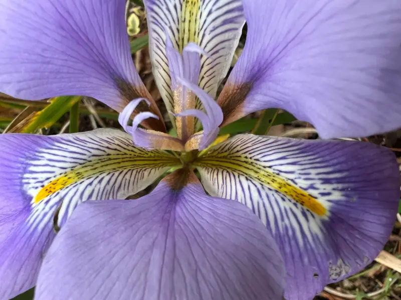 Iris unguicularis - Iris d'Alger - Les Jardins du Gué