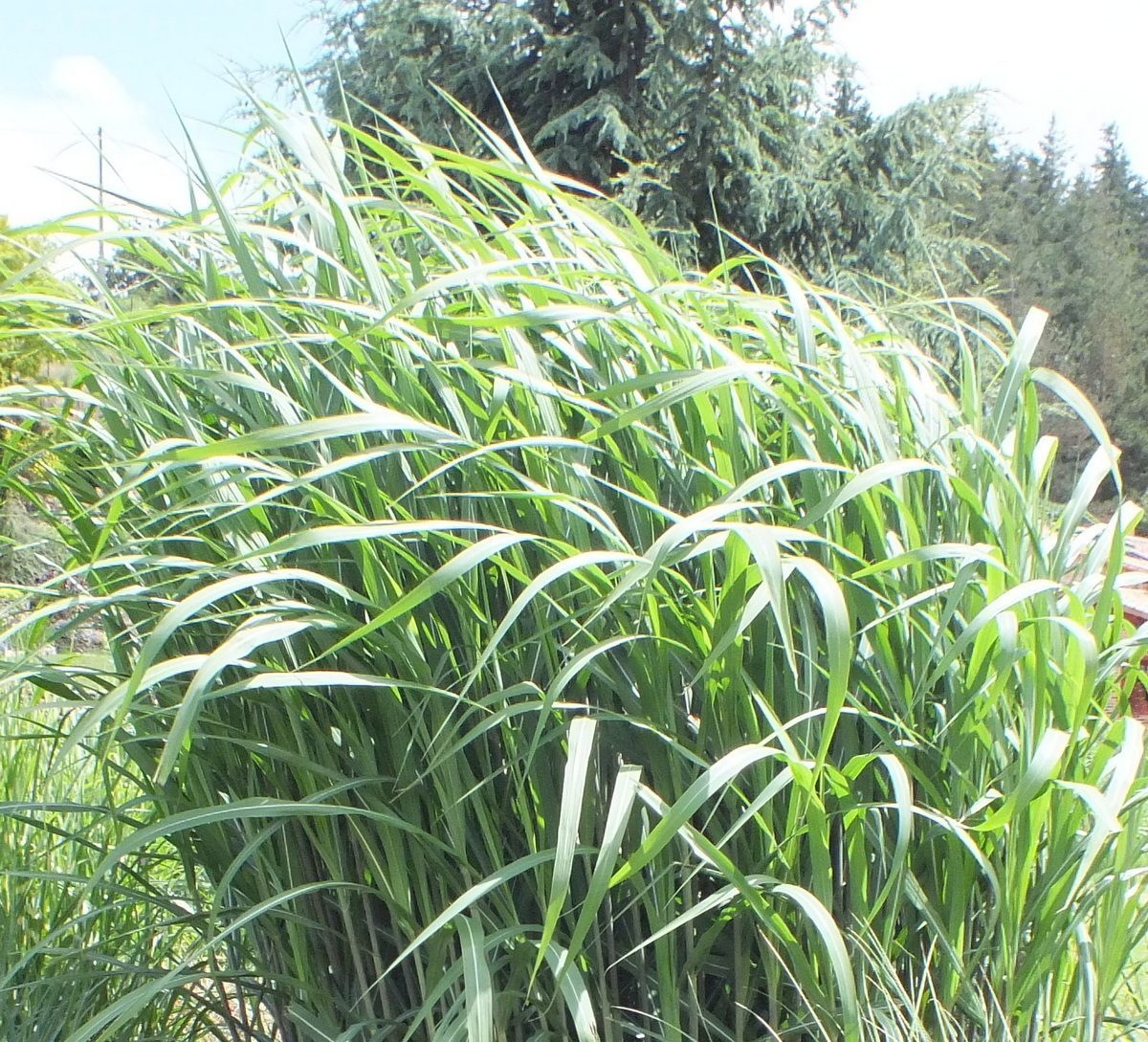Miscanthus giganteus - Les Jardins du Gué