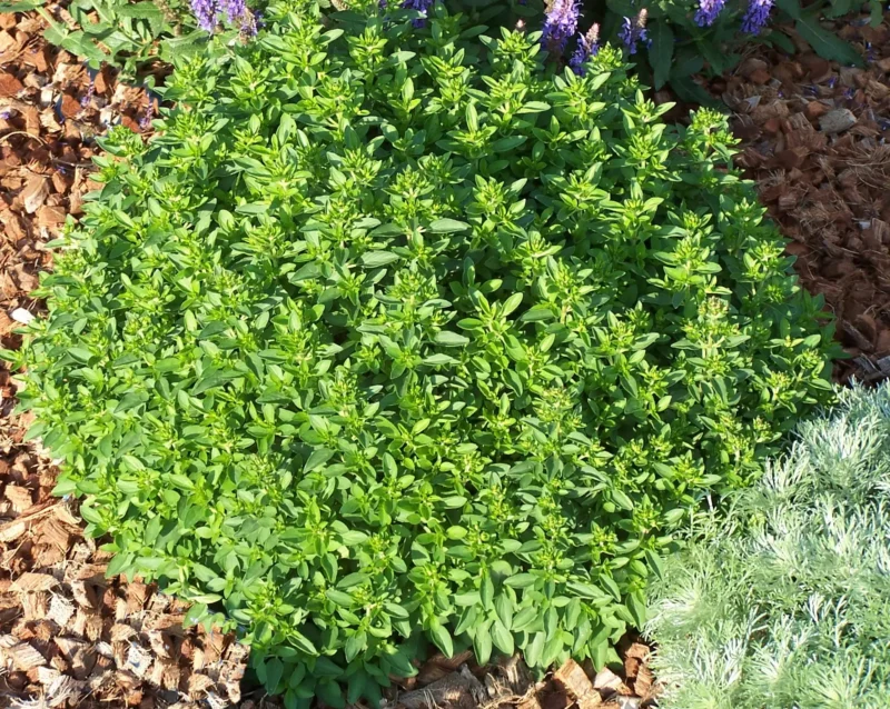 Origanum vulgare 'Compactum' - Les Jardins du Gué