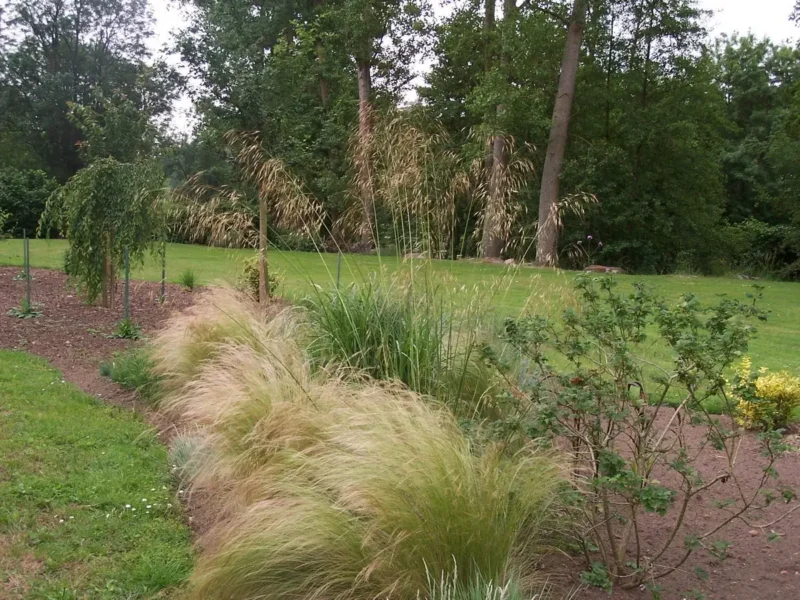 Stipa tenuifolia ou Cheveux d'ange - Les Jardins du Gué