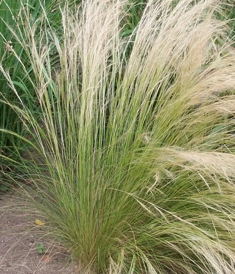 Stipa tenuifolia ou Cheveux d'ange - Les Jardins du Gué