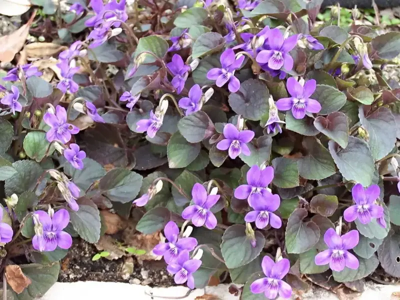 Viola labradorica - Violette du Labrador - Les Jardins du Gué